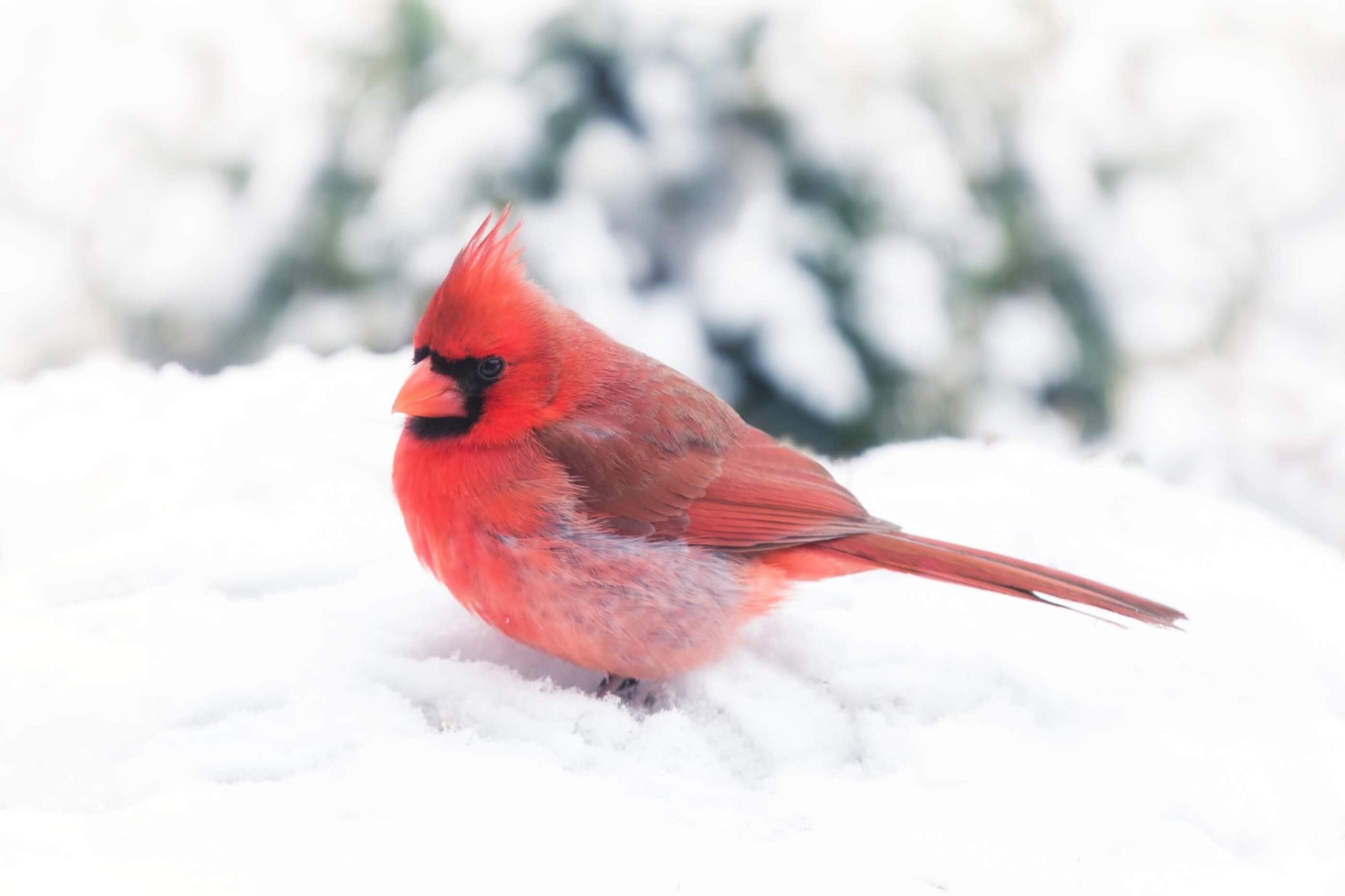 CHP Cardinal in Snow Card – Hilltop House